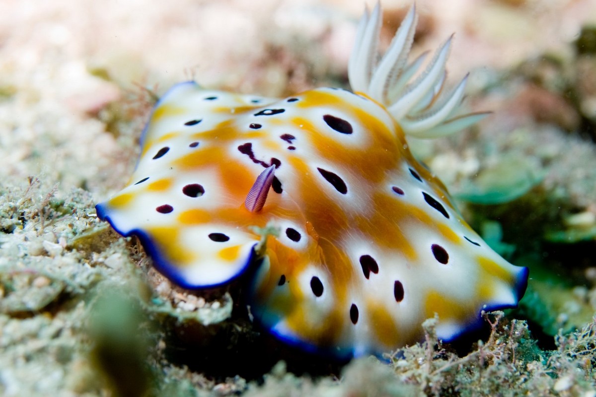 Úžasný objev, první svého druhu. Vědci objevili mořského slimáka, jež ...