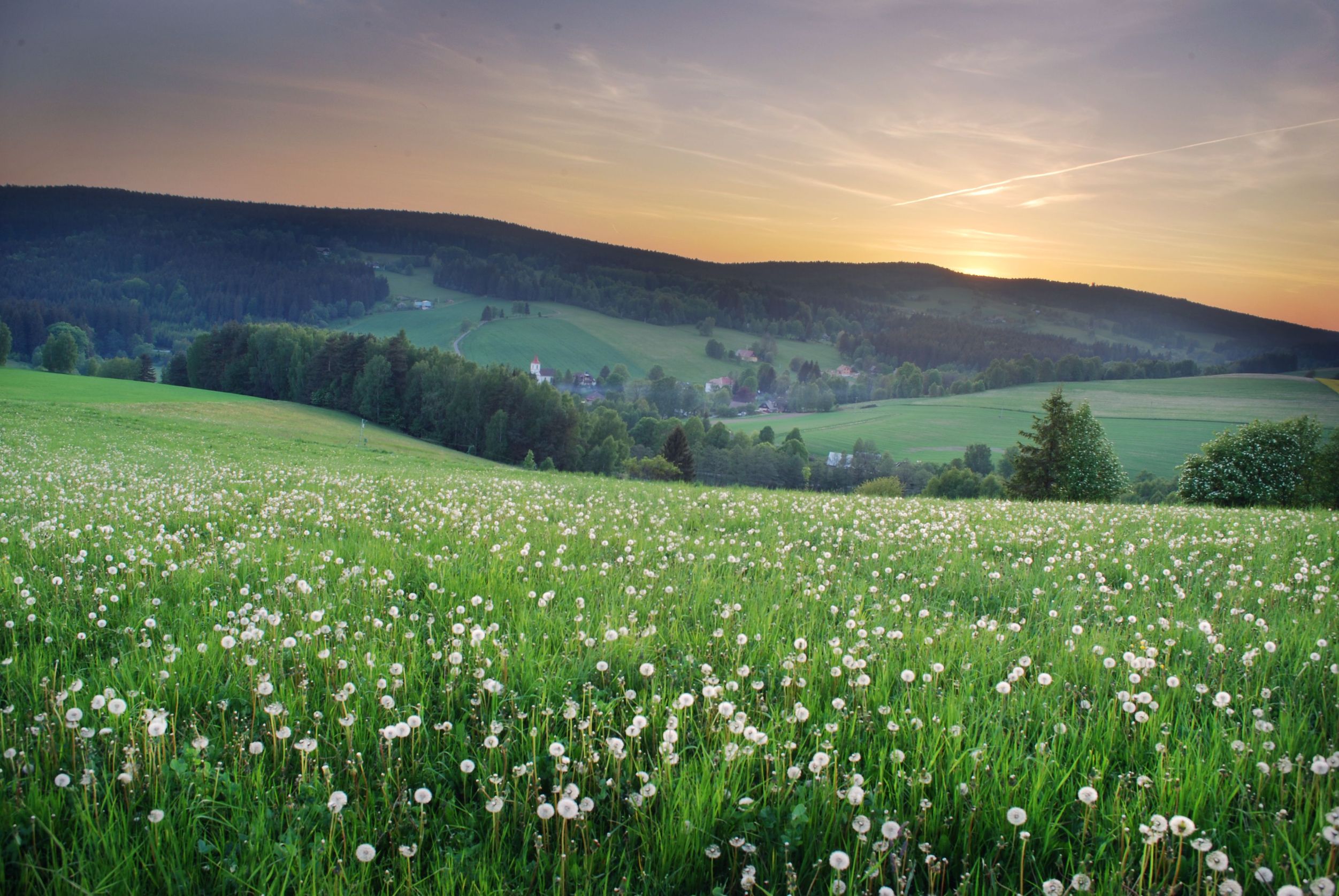Přírodní rezervace Milovice představí tři druhy velkých kopytníků ...