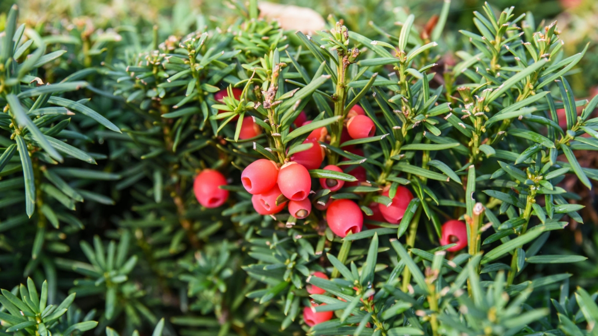 Kolik jedovatých rostlin potkáváte zcela běžně? | VědaŽivě.cz