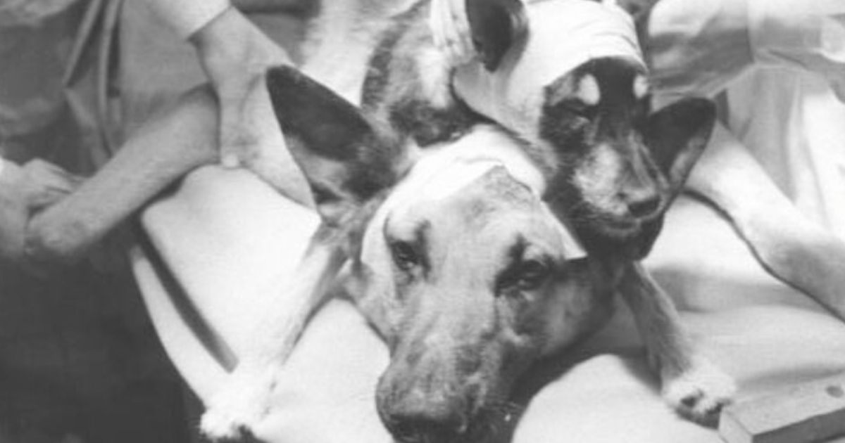 Šílený sovětský vědec stvořil dvouhlavého psa, experiment nedopadl dobře