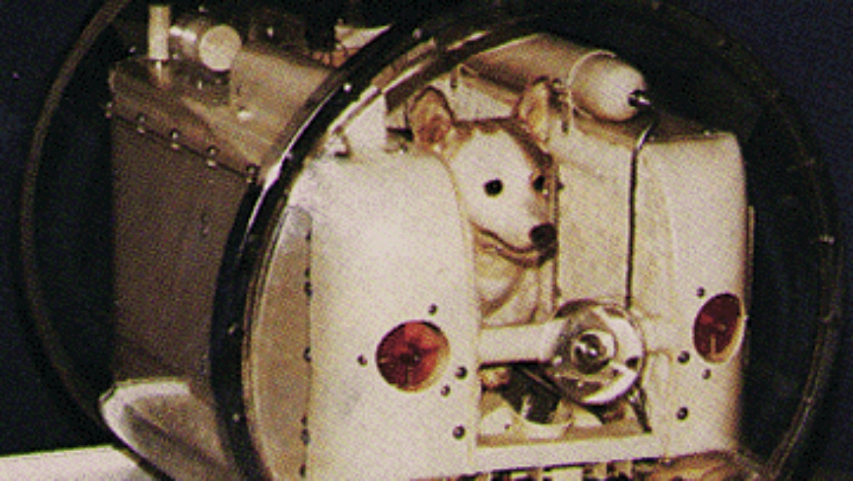 Mnohá zvířata v kosmu trpěla, včetně slavné feny Lajky