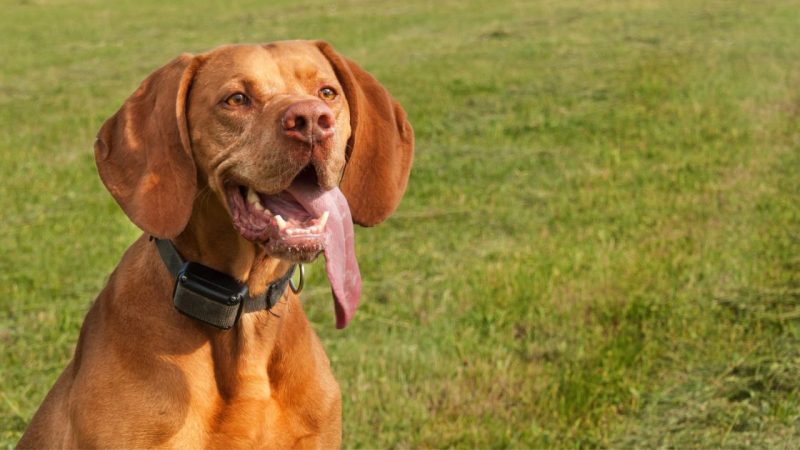 7 tipů, jak vychovat psa - VědaŽivě.cz