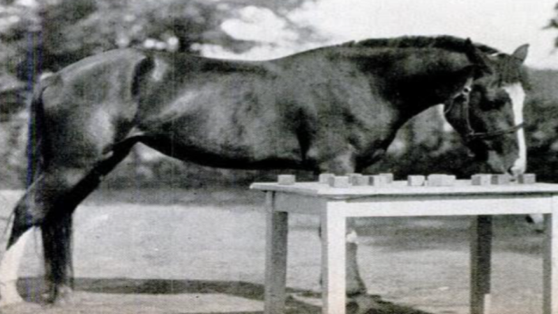 Kůň, který přepdovídal budoucnost? Zní to jako bizár, jde však o realitu