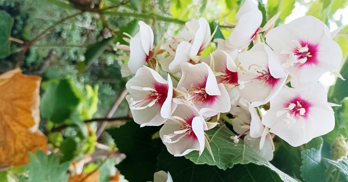 Zelený únik z pražského betonu: Botanická zahrada Trója je oázou klidu ...
